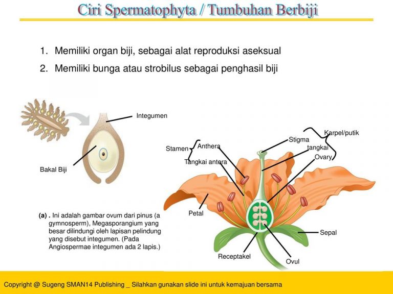 Pengertian Plantae dan Contohnya - Pustaka Sekolah