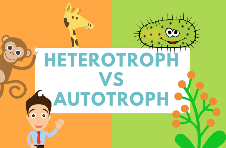 Pengertian Autotrof dan Heterotrof - Pustaka Sekolah